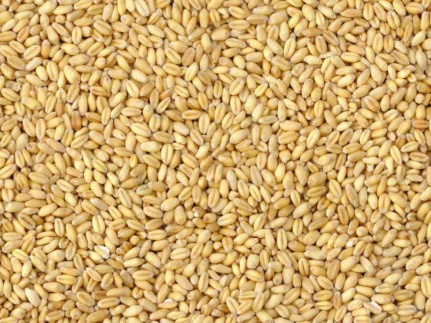 Пшеница дробленая