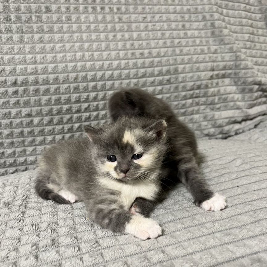 Котята
