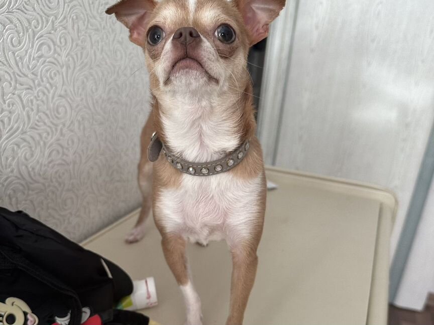 Чихуахуа мальчик мини