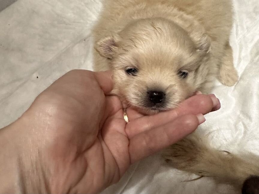 Щенок померанского шпица