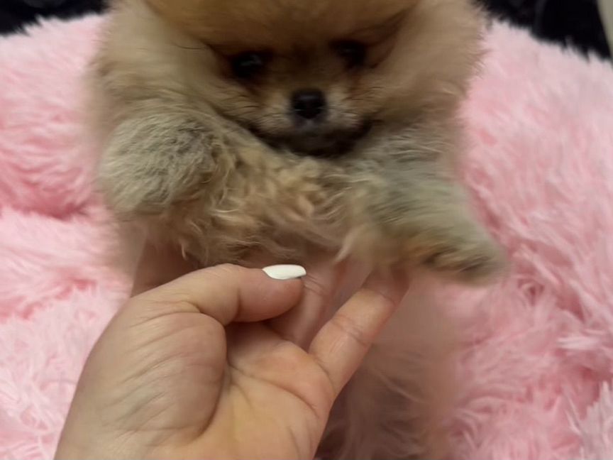 Мини мишечка девочка шпиц