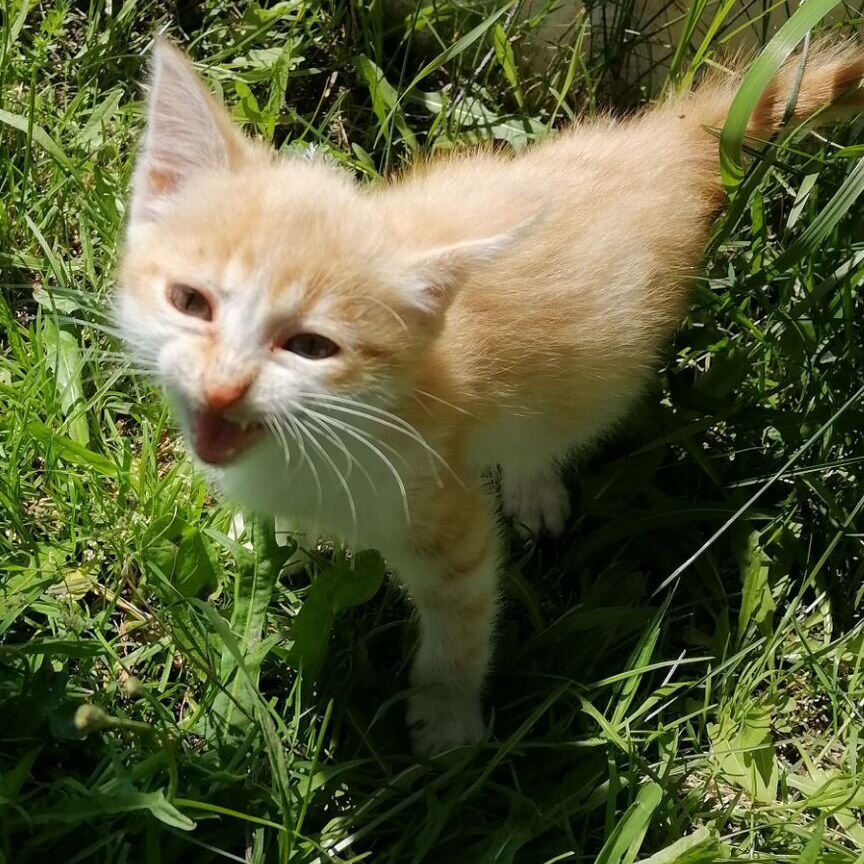 Отдам котёнка в добрые руки
