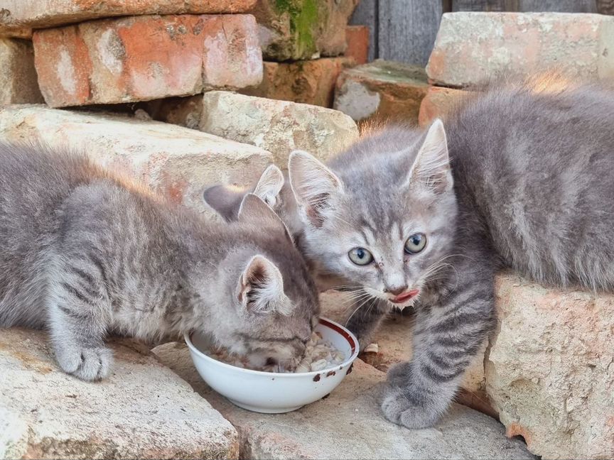Серые дымчатые котята