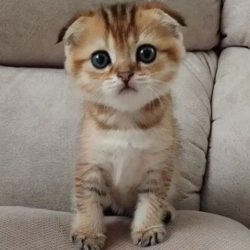 Шотландская кошечка золотая шиншилла