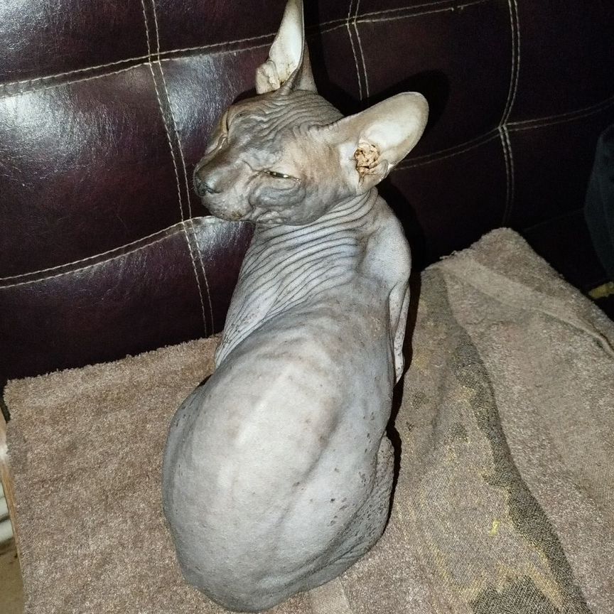Кот Сфинкс