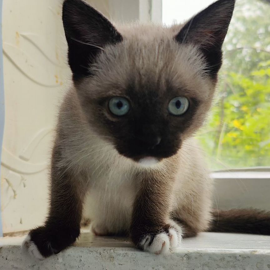 Котёнок в добрые руки
