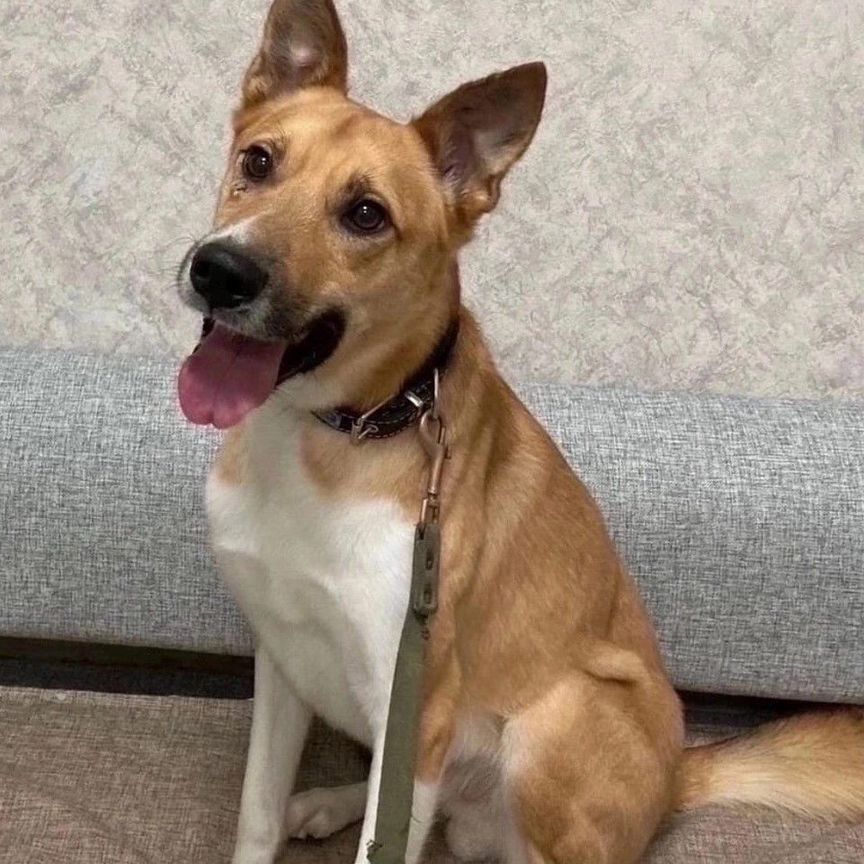 Помогите собачке