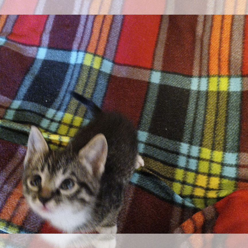 Котёнок в добрые руки