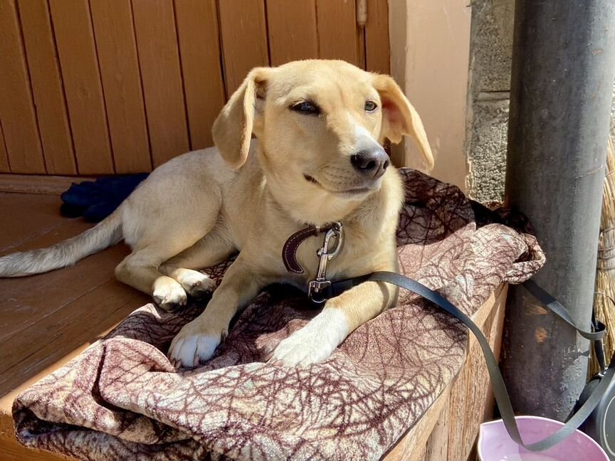 Собачка в добрые руки