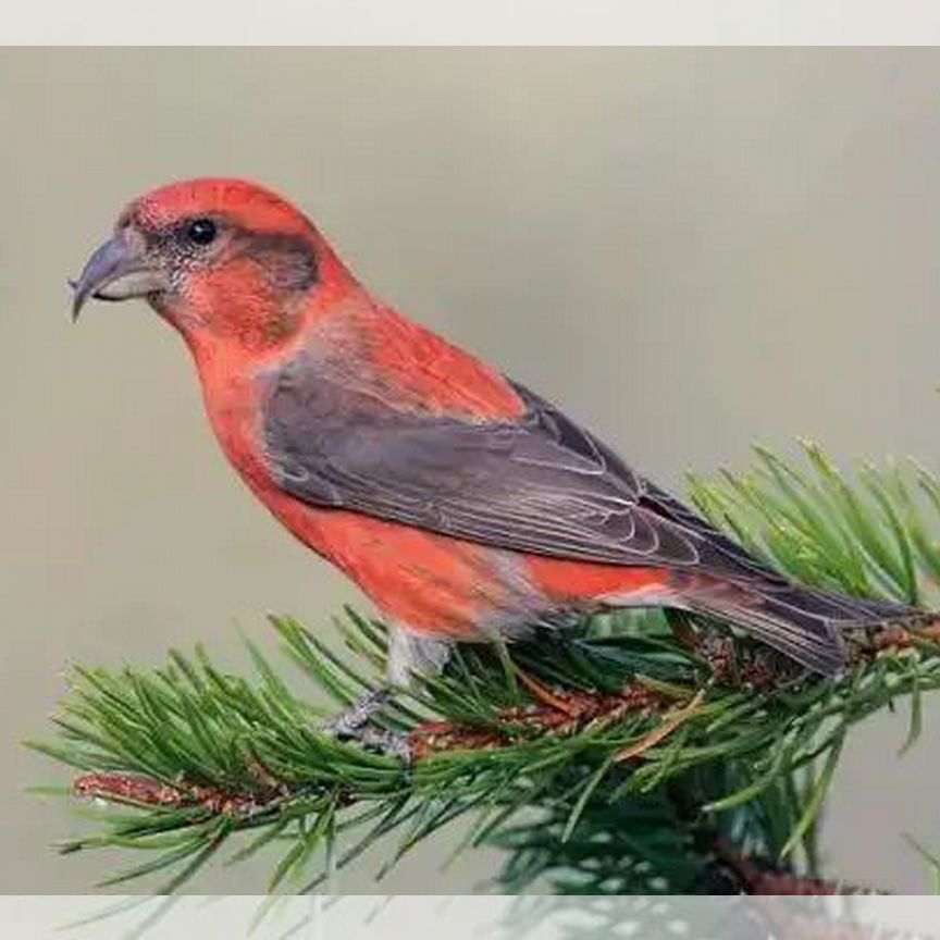 Клесты еловики