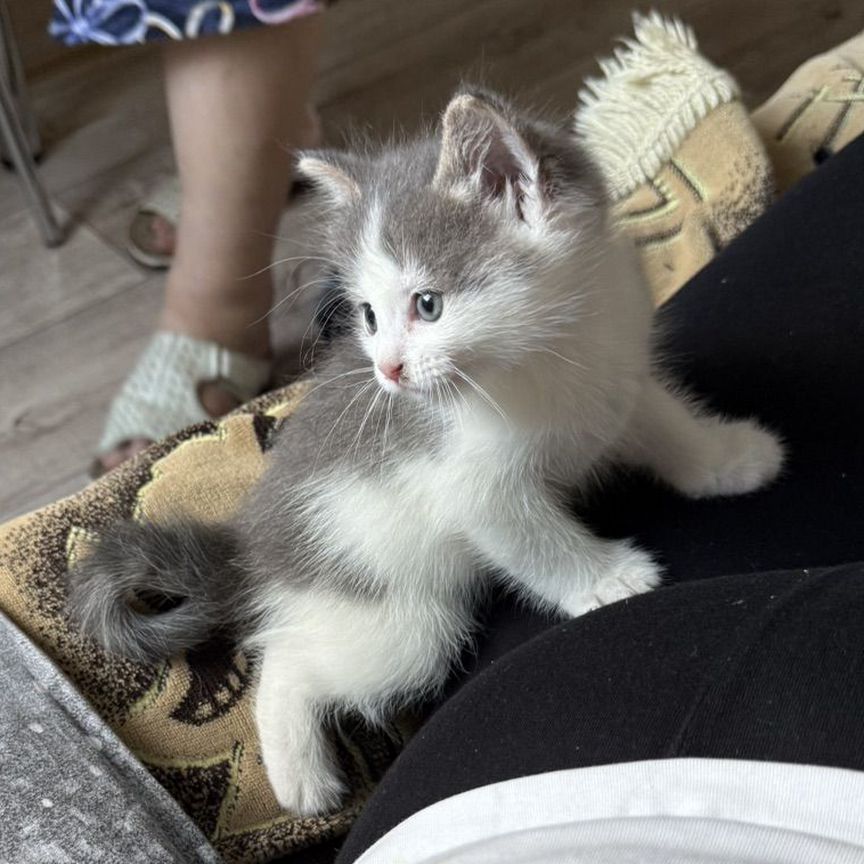 Котята в добрые руки бесплатно