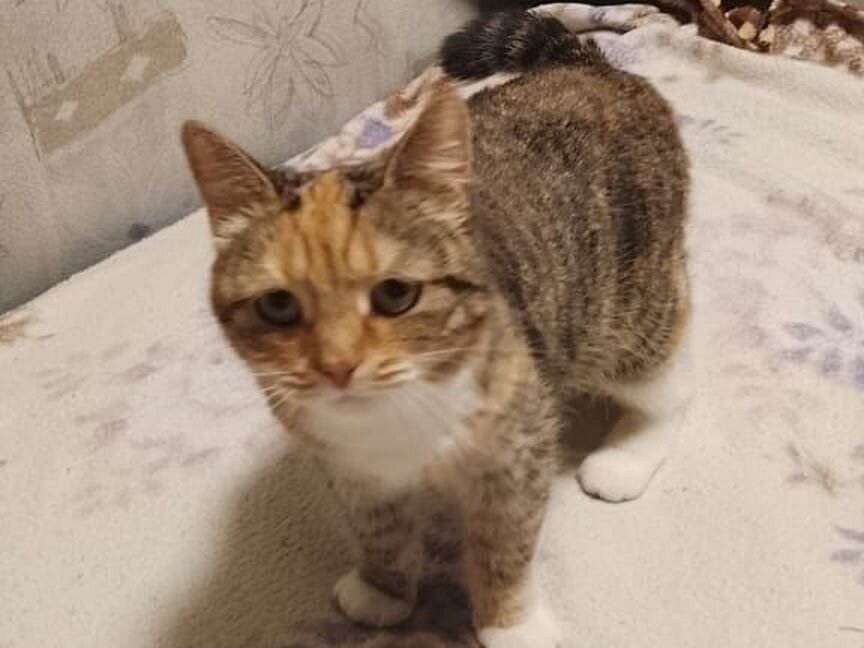 Кошке нужен дом