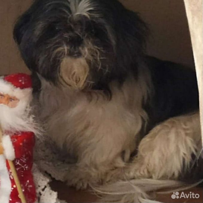 Отдам ши-тцу