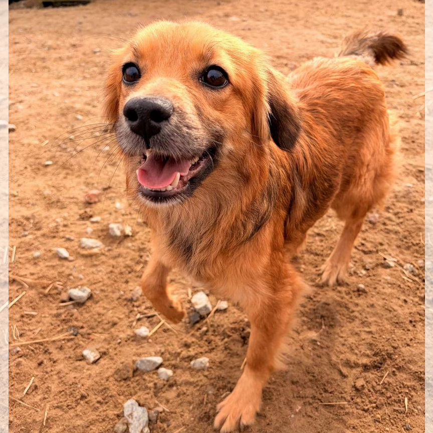 Взрослая собака в добрые руки