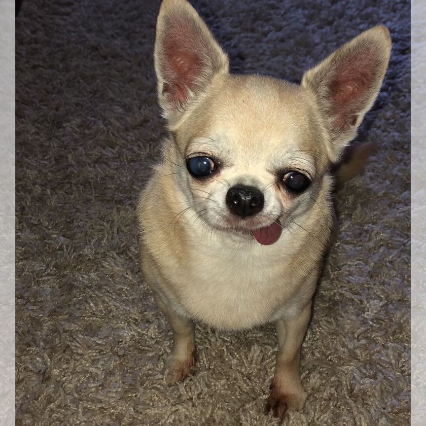 Чихуахуа, взрослая собака