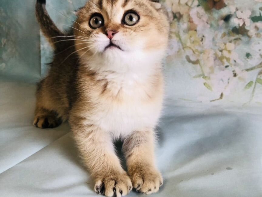 Котята золотая шиншилла