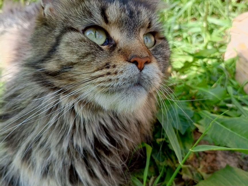 Кошка мейн-кун
