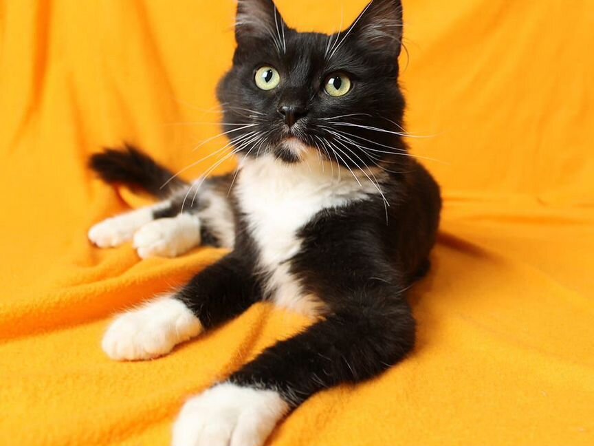 Молодой весёлый котик Кубик ждёт семью