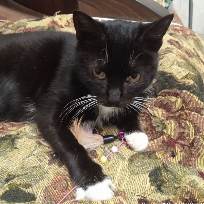 Взрослая, кошка в добрые руки