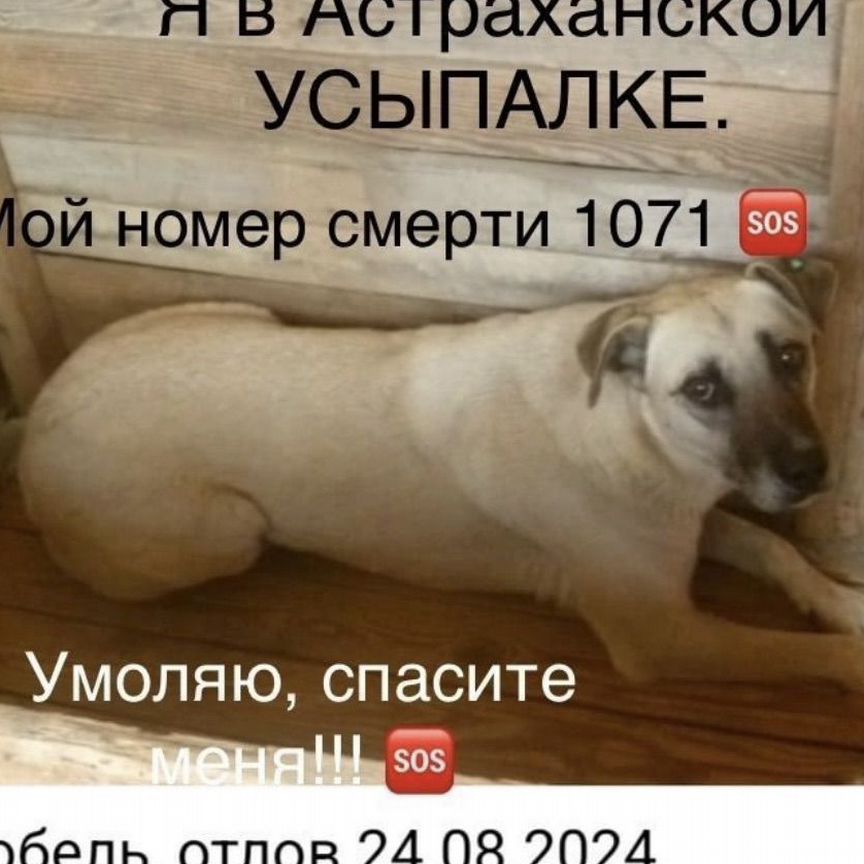 Спасите собаку от усыпления