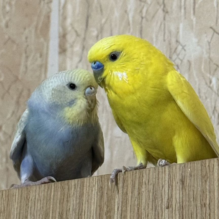 Волнистый попугай