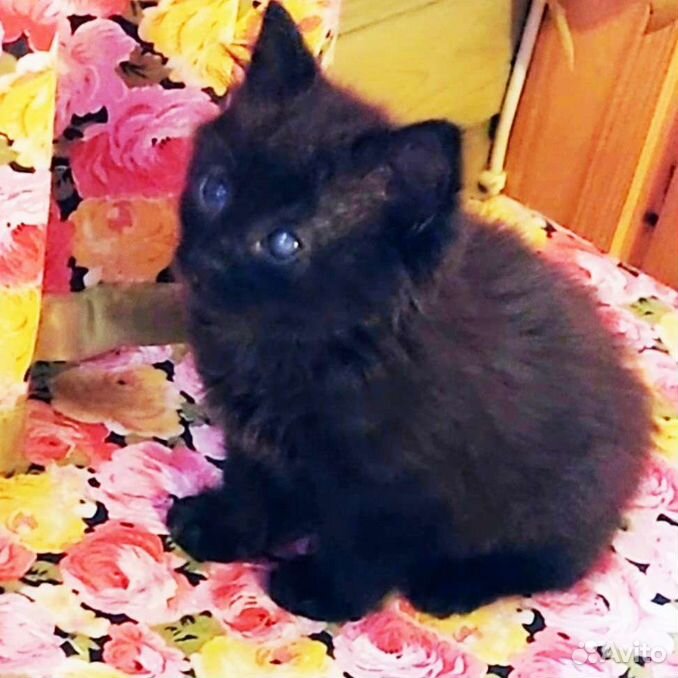 Слепой пушистый котенок