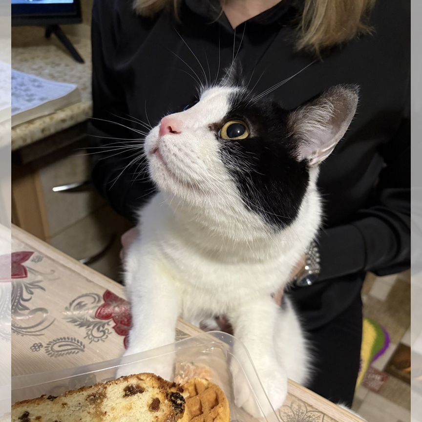 Взрослый кот в добрые руки