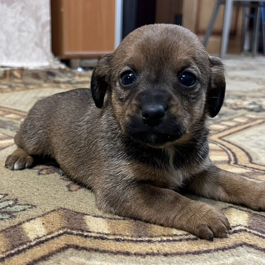 Кроличья такса, щенок