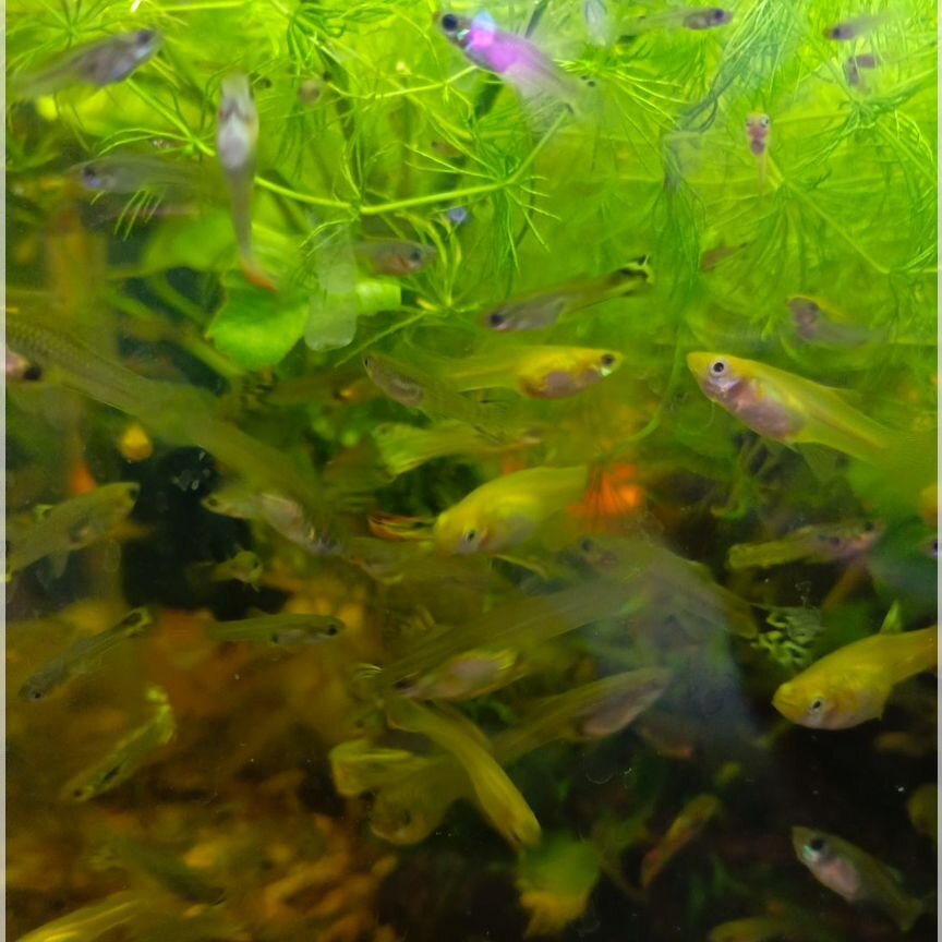 Рыбки гуппи