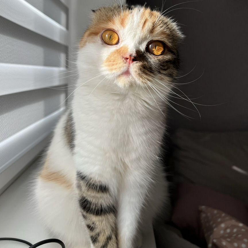 Шотландская вислоухая короткошёрстная, взрослая кошка
