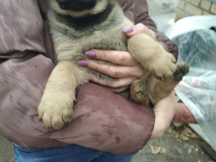 Отдаем в добрые руки