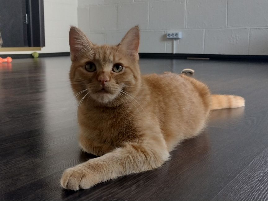 Котик в добрые руки Москва/Чехов