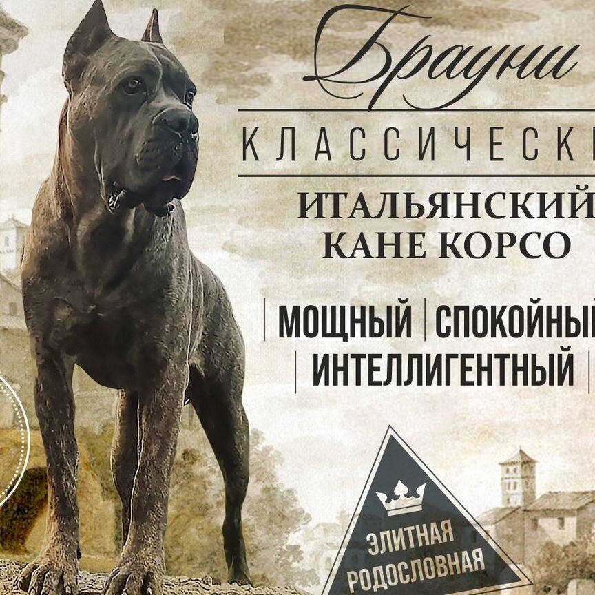 Кане-корсо, вязка