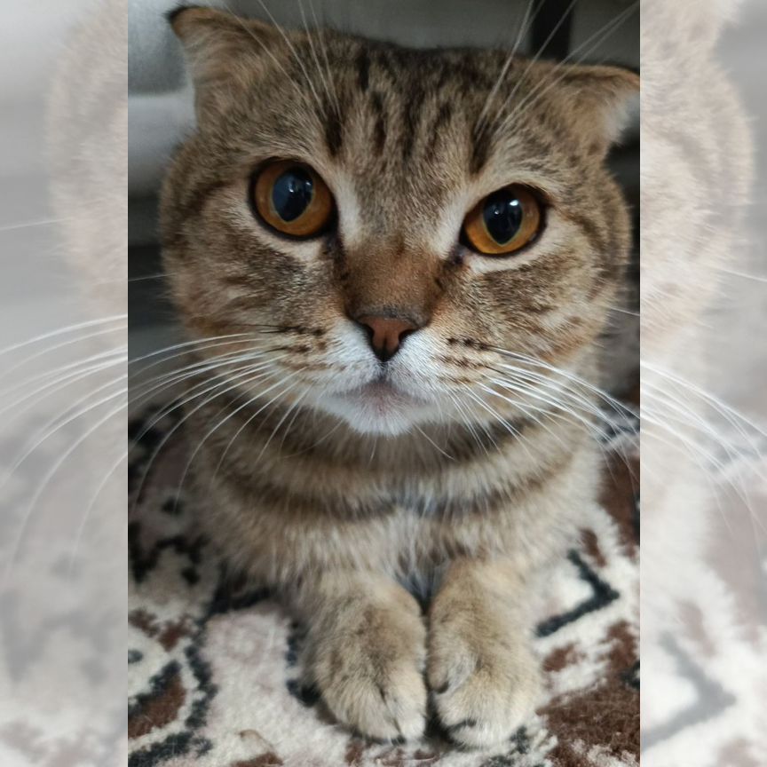 Шотландский вислоухий короткошёрстный кот, взрослый
