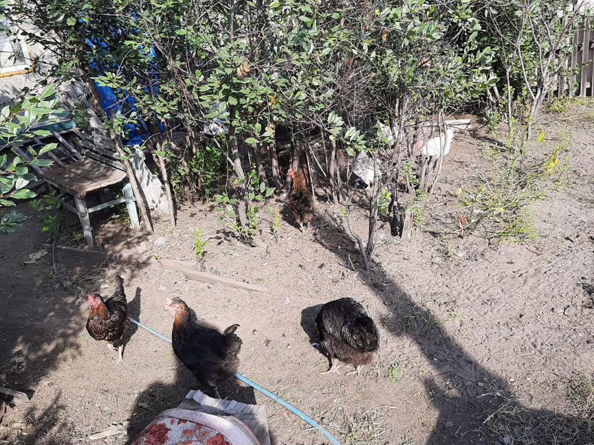 Курочки несушки