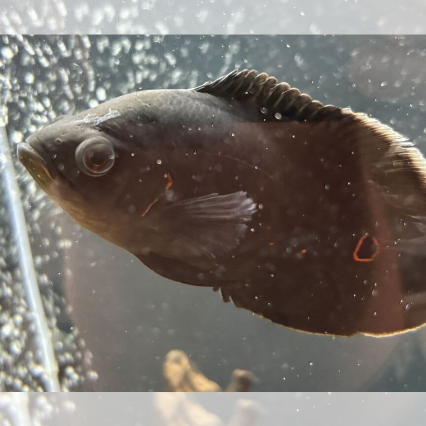 Астронотус и северум