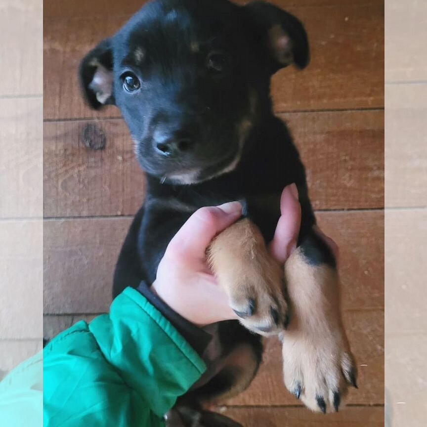 Щенок в добрые руки