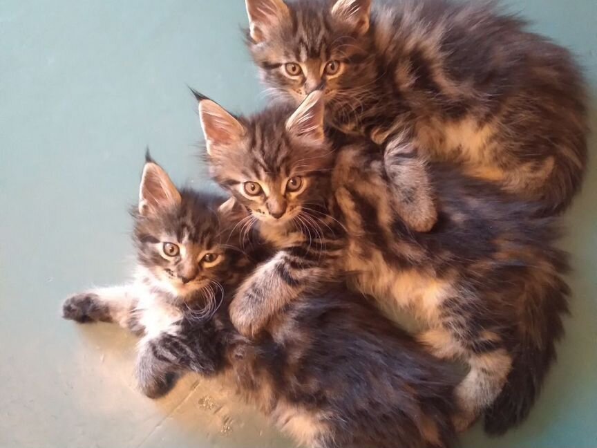 Котята мейн-кун
