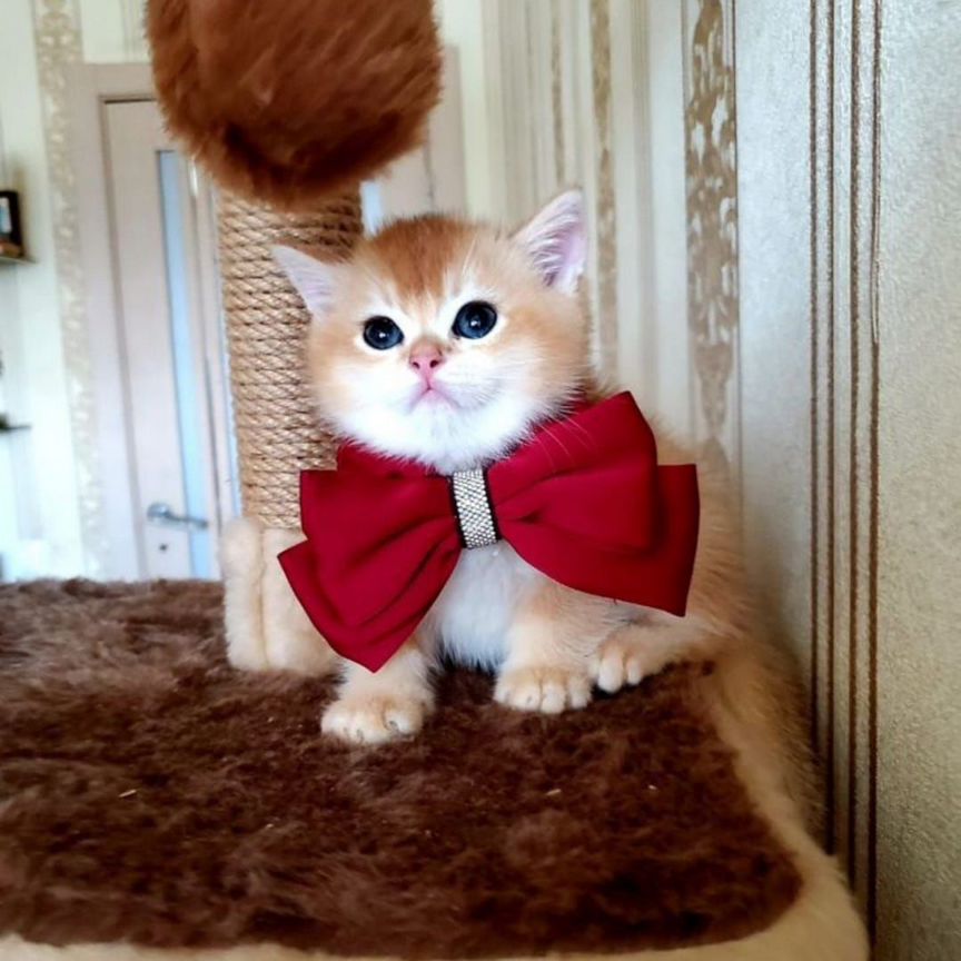 Котик золотая шиншилла