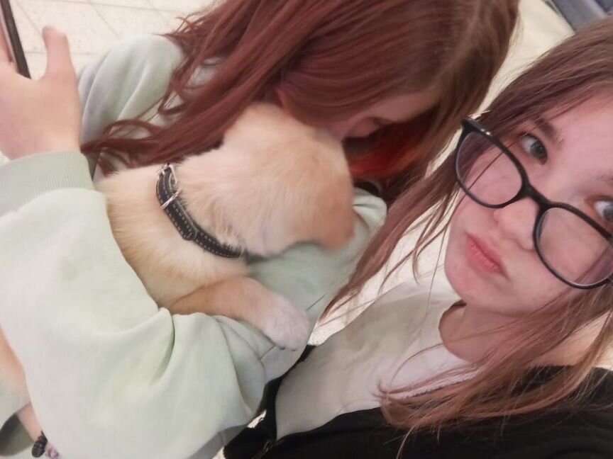 Отдам щенка в добрые руки, лабрадор