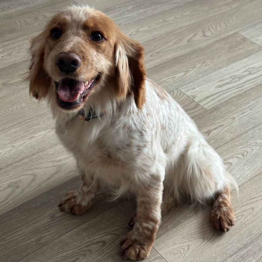 Русский охотничий спаниель, вязка