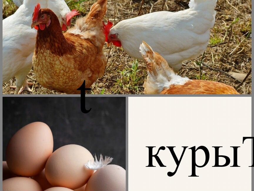 Несушки фермерские на яйцо
