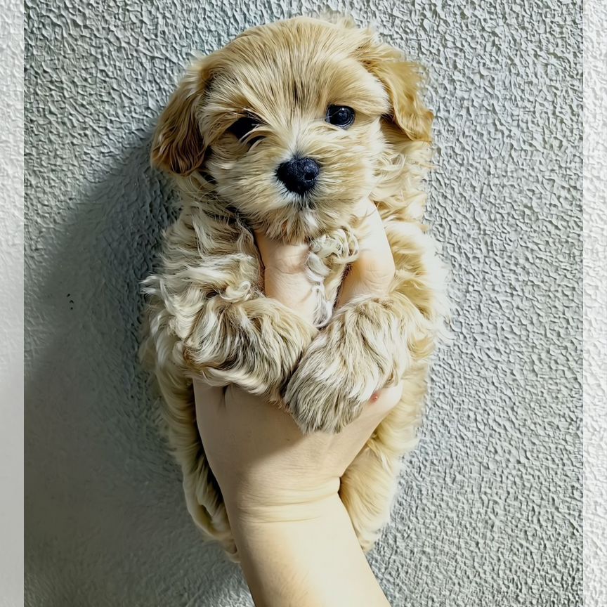 Мальтипу, щенок