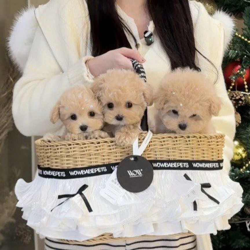 Мальтипу, щенок