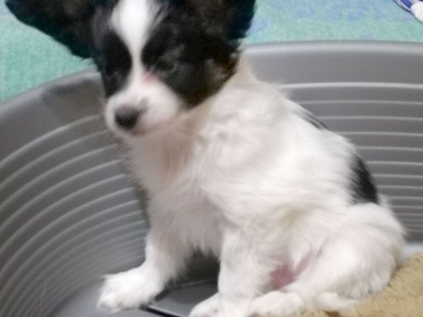 Триколорный мальчик (папийон)