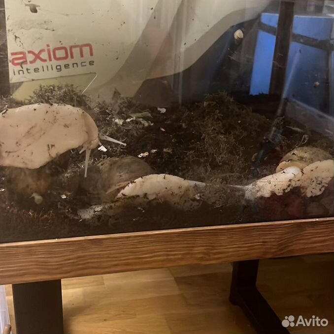 Улитки охатина