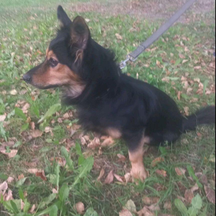 Тимошка в поисках дома