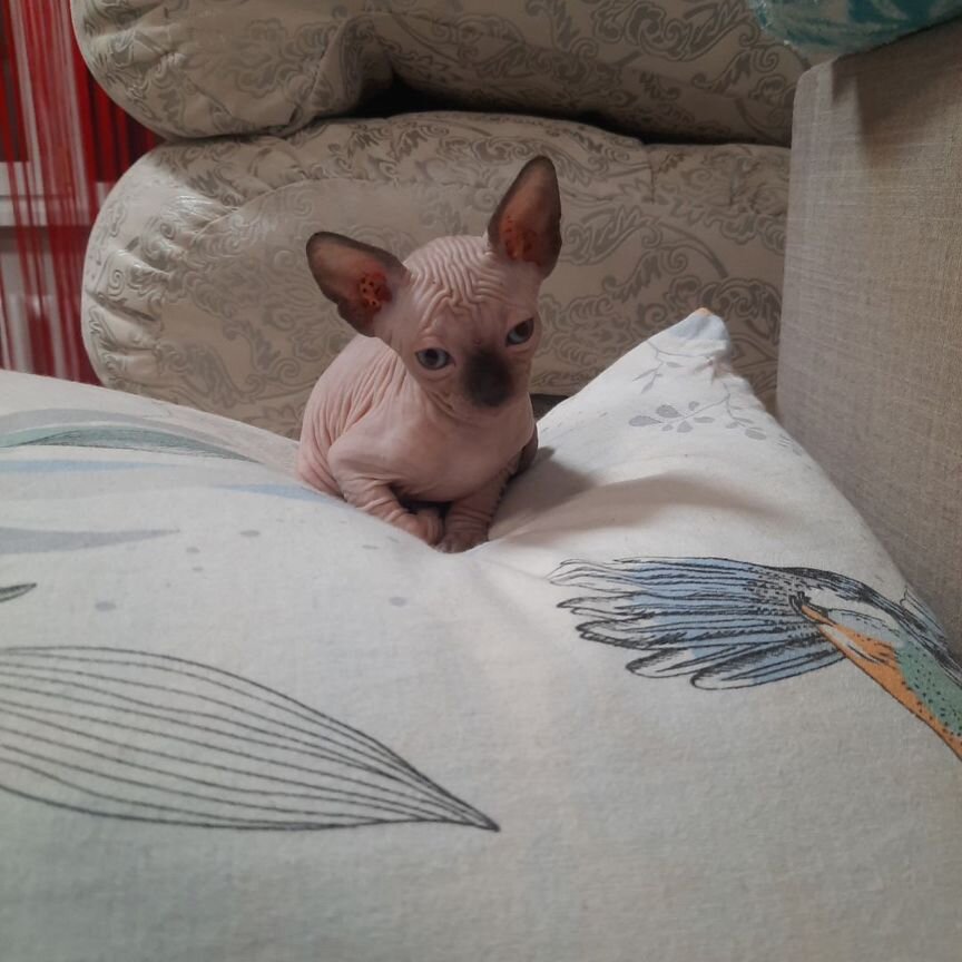 Канадский сфинкс