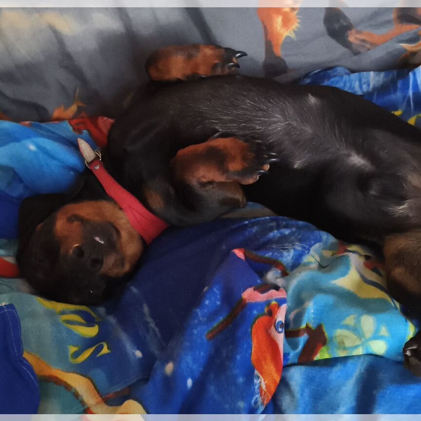 Такса, щенок