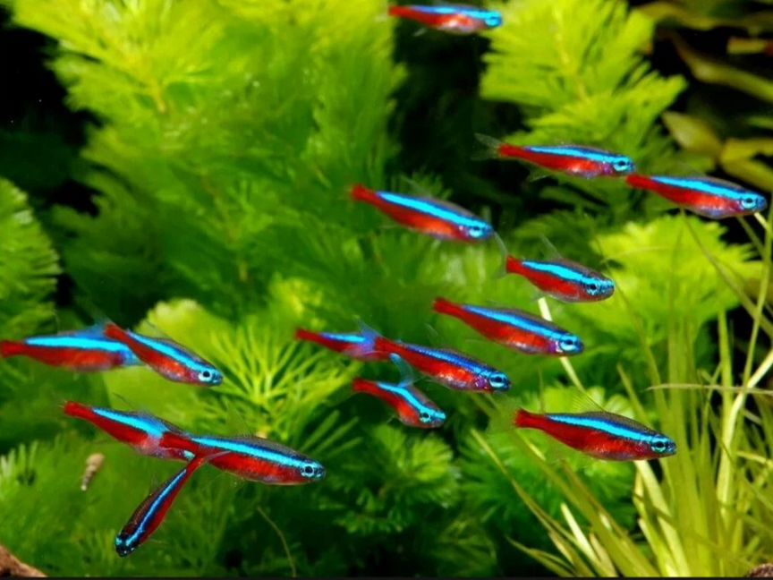 Неоны бронь